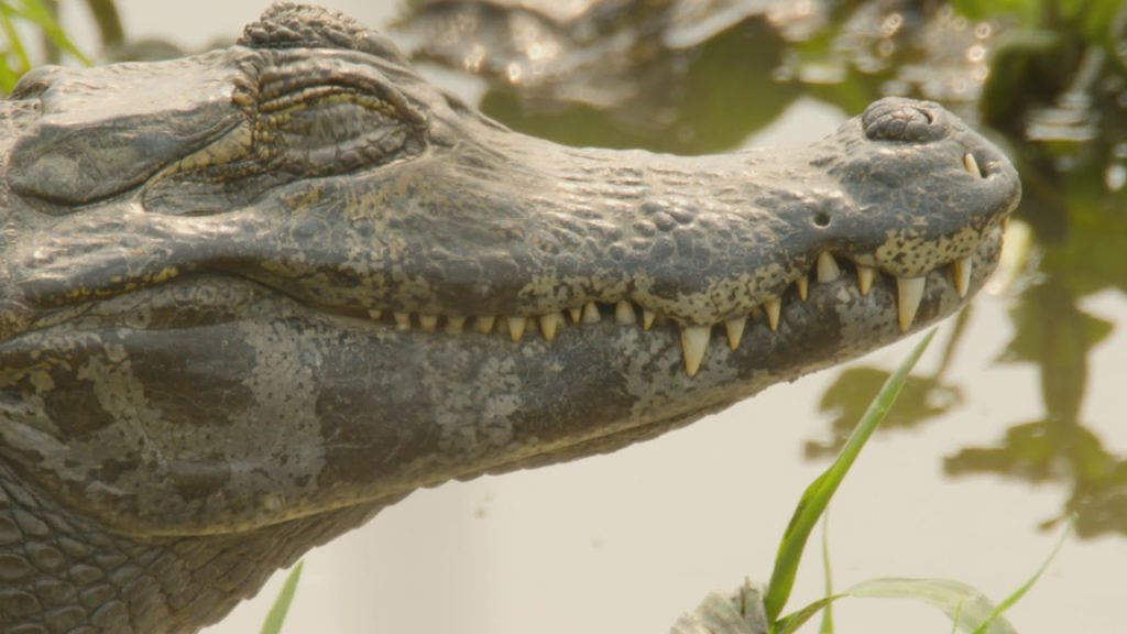 Descubre la flora y fauna del Pantanal paraguayo | ComunicaTech.Com